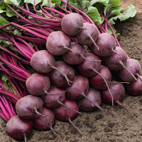 Bresko F1 Untreated Beet Seeds | Osborne Hybrd Farm Seed Company