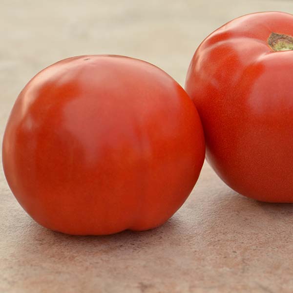 Roadster F1 Untreated Tomato Seeds | Osborne Farm Seeds