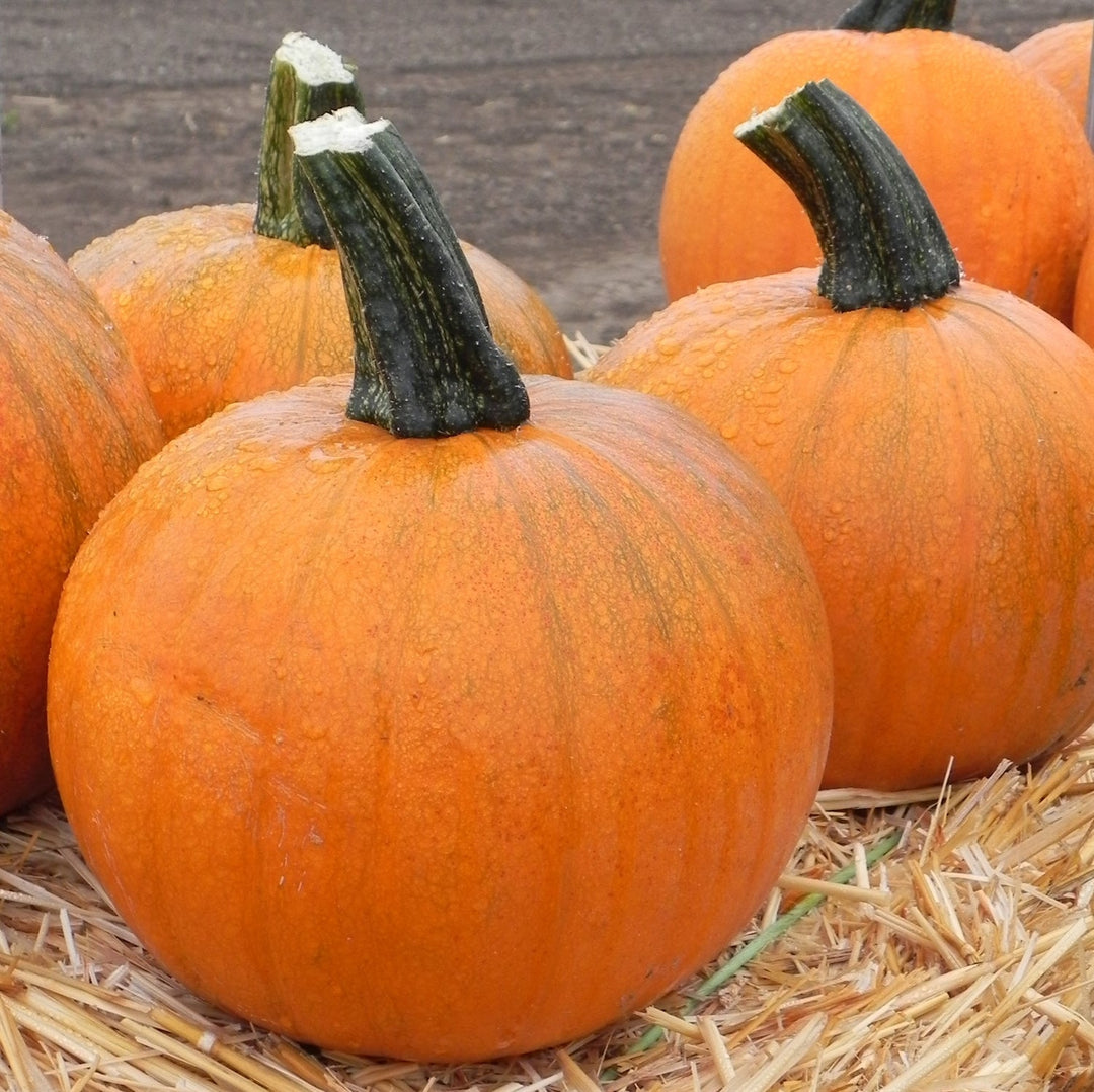 Mystic Plus F1 Treated Pumpkin Seeds | Osborne Farm Seeds