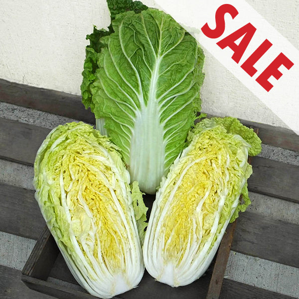 China Star F1 Treated Napa Cabbage Seeds | Osborne Farm Seeds