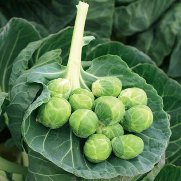 Gustus F1 Untreated Brussels Sprouts Seeds | Osborne Farm Seeds