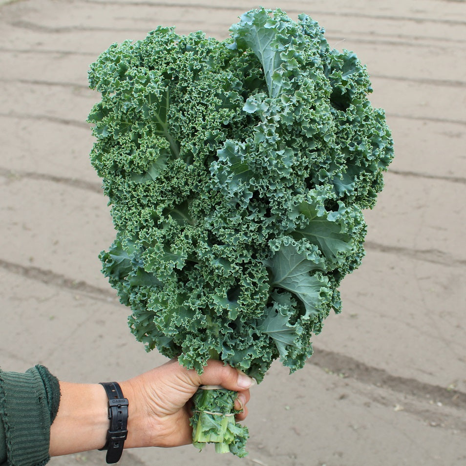 Winterbor F1 Untreated Kale Seeds | Osborne Hybrid Farm Seed Company