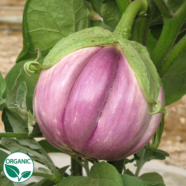 Rosa Bianca Organic Eggplant Seeds | Osborne Farm Seed Supplier