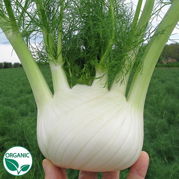 Victorio F1 Organic Fennel Seeds | Osborne Hybrid Farm Seed Company