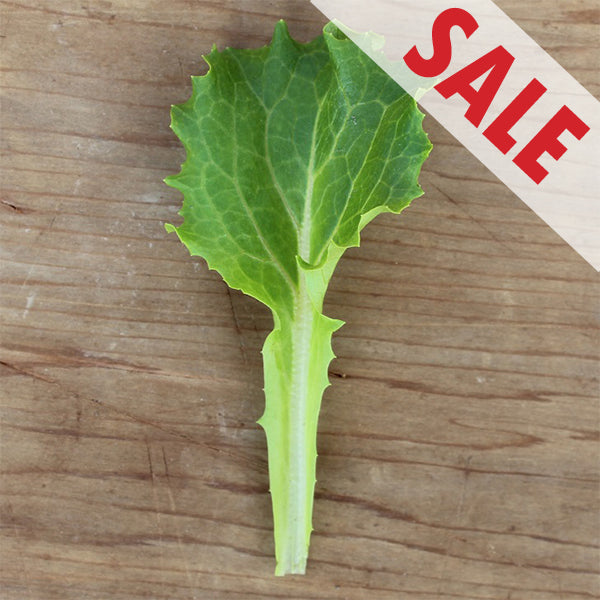 Hamilton Untreated Seed, Raw Lettuce Seeds | Osborne Farm Seed Co.