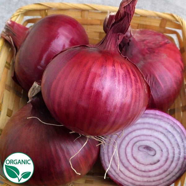 Monastrell F1 Organic Onion Seeds | Osborne Hybrid Farm Seed Company