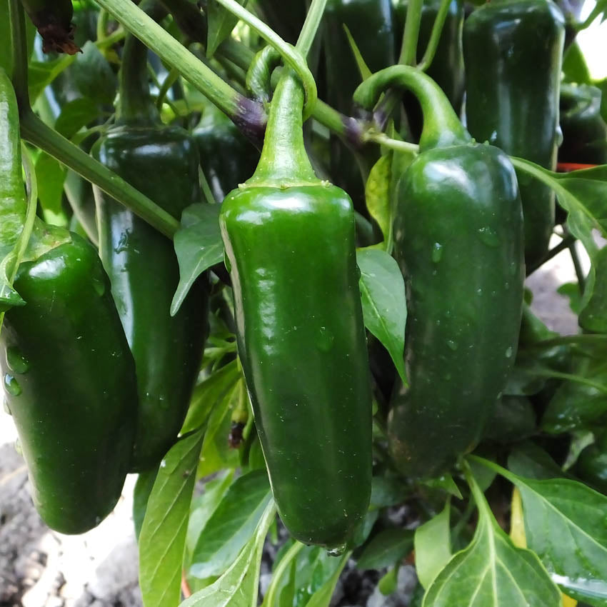 Raider F1 Treated Pepper Seeds | Osborne Hybrid Farm Seed Company