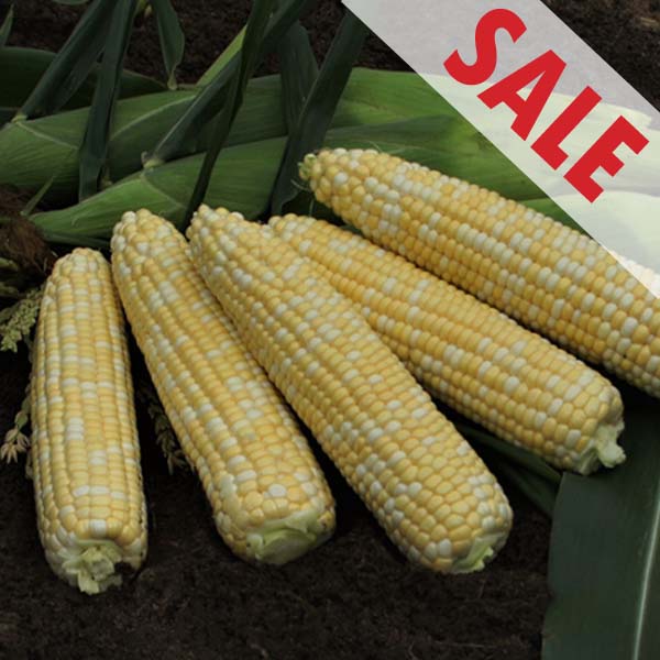 Anthem XR F1 Untreated Corn Seeds | Osborne Hybrid Farm Seed Company Anthem XR F1 Untreated Corn Seeds | Osborne Hybrid Farm Seed Company