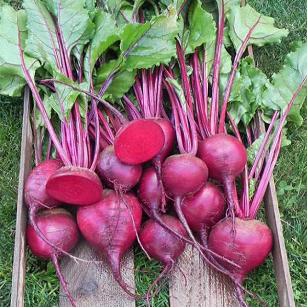 Merlin F1 Untreated Beet Seeds | Osborne Seed Supplier - Farm Seeds