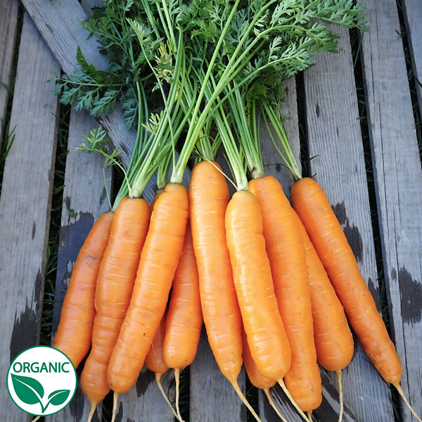 Yaya F1 Organic Seed, Raw Carrot Seeds | Osborne Farm Seeds