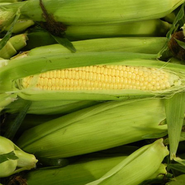 Sheba R F1 Treated Corn Seeds | Osborne Hybrid Farm Seed Company