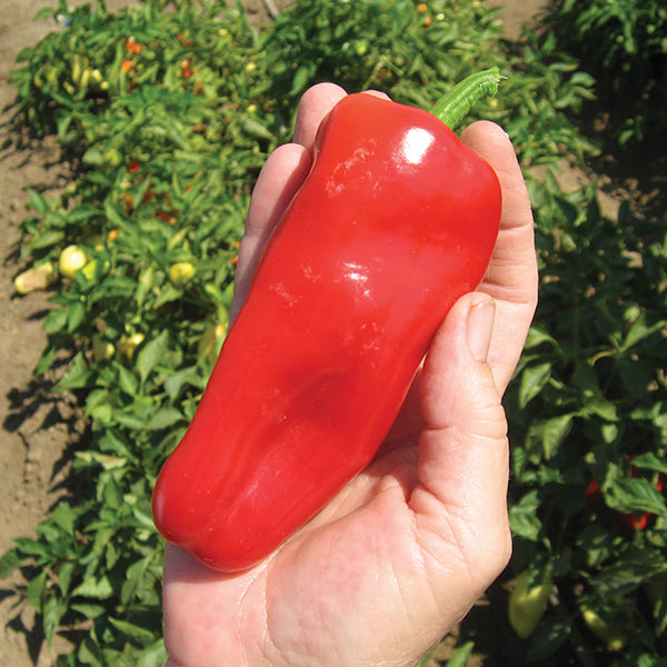 Gypsy F1 Untreated Pepper Seeds | Osborne Hybrid Farm Seed Company