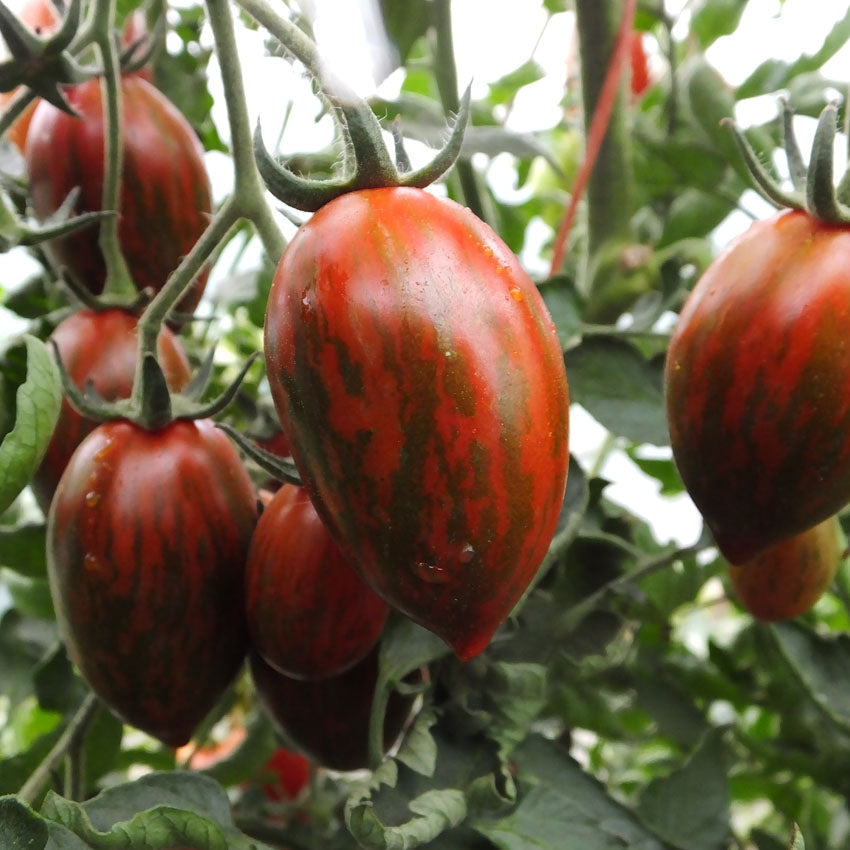 Marty F1 Untreated Tomato Seeds | Osborne Hybrid Farm Seed Company