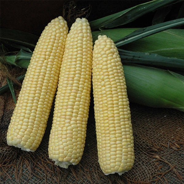 4974 VX F1 Treated (Cruiser) Corn Seeds | Osborne Farm Seeds