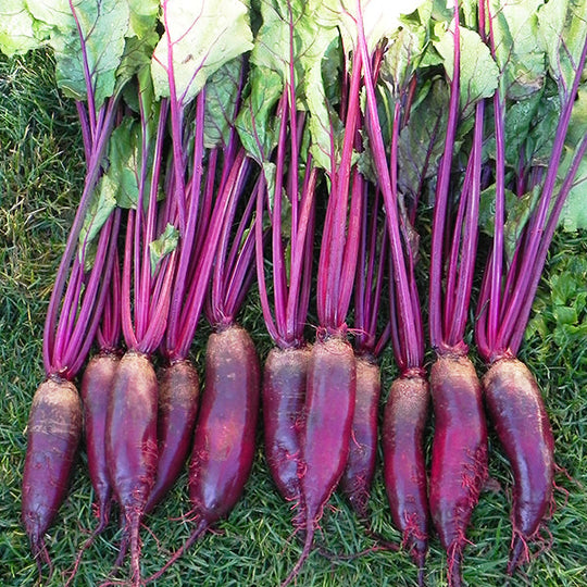 Forono Untreated Beet Seeds | Osborne Farm Seed Supplier