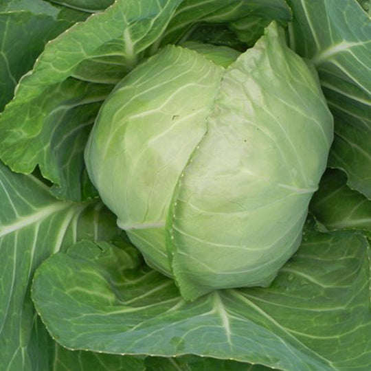 Jetma F1 Untreated Cabbage Seeds | Osborne Hybrid Farm Seed Company