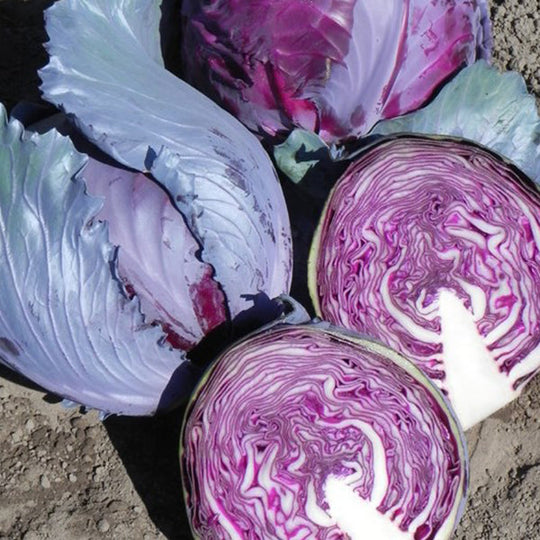 Ruby Ball Improved F1 Untreated Cabbage Seeds | Osborne Farm Seeds