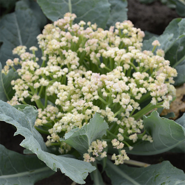 Fioretto 70 F1 Untreated Cauliflower Seeds | Osborne Farm Seeds