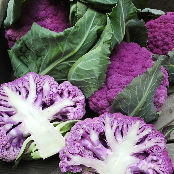 Purple Moon F1 Untreated Cauliflower Seeds | Osborne Farm Seeds