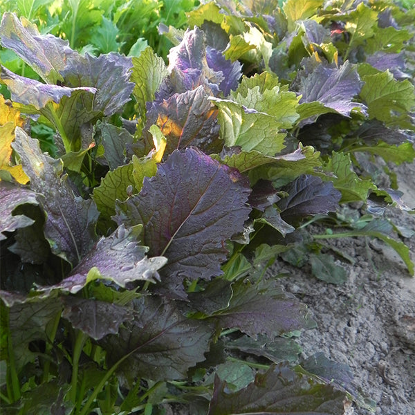 Red Knight F1 Untreated Asian Green Seeds | Osborne Farm Seeds