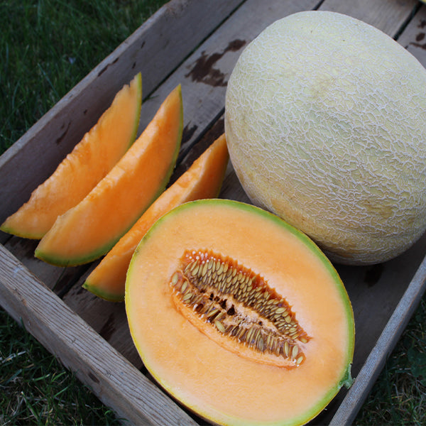 Goddess F1 Untreated Melon Seeds | Osborne Hybrid Farm Seed Company