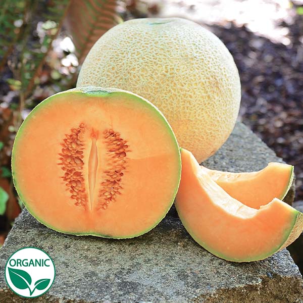 Divergent F1 Organic Melon Seeds | Osborne Hybrid Farm Seed Company