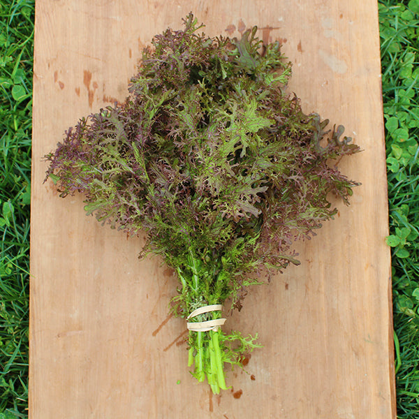 Frizzy Lizzy Untreated Mustard Seeds | Osborne Farm Seed Supplier