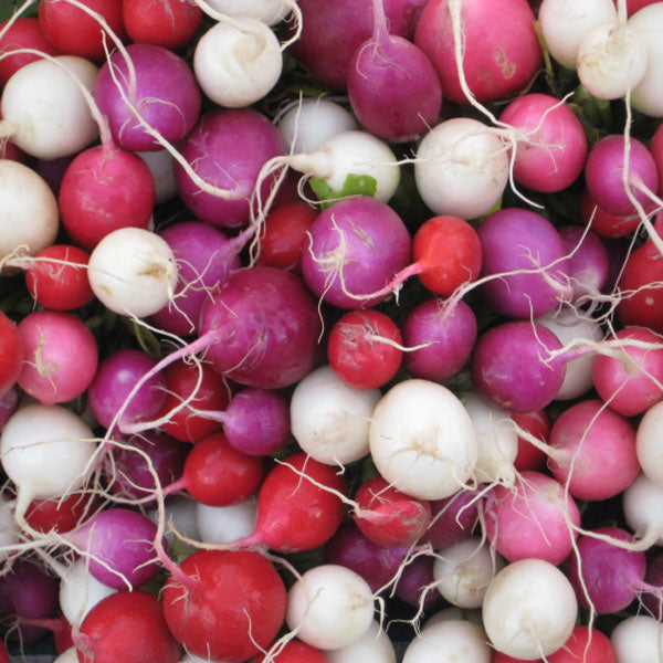 Lollipop Mix Untreated Radish Seeds | Osborne Farm Seed Supplier