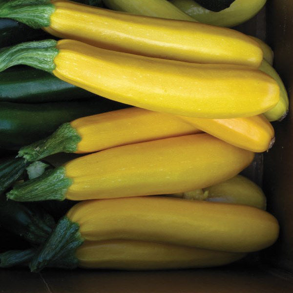 Golden Arrow F1 Treated Squash Seeds | Osborne Farm Seeds