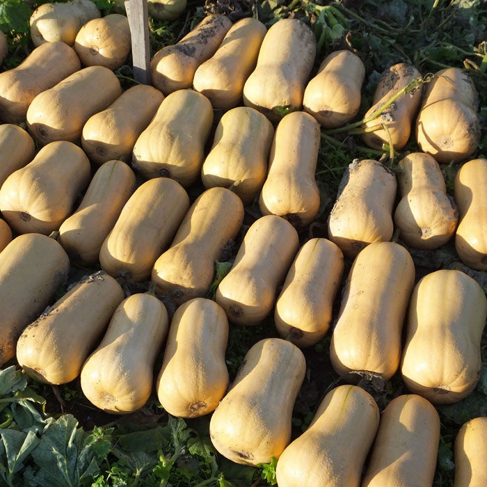Granite F1 Treated Squash Seeds | Osborne Hybrid Farm Seed Company