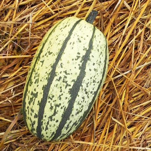 Stripetti F1 Untreated Squash Seeds | Osborne Farm Seeds