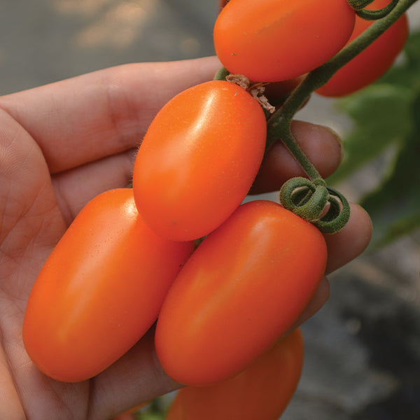 Glitter F1 Untreated Tomato Seeds | Osborne Hybrid Farm Seed Company