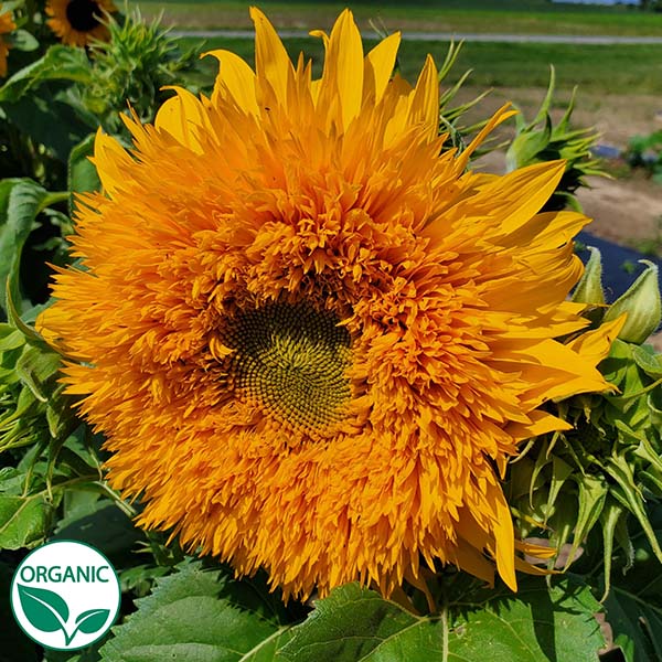 Goldy Double F1 Organic Sunflower Seeds | Osborne Farm Seeds
