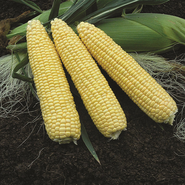 Takeoff F1 Untreated Corn Seeds