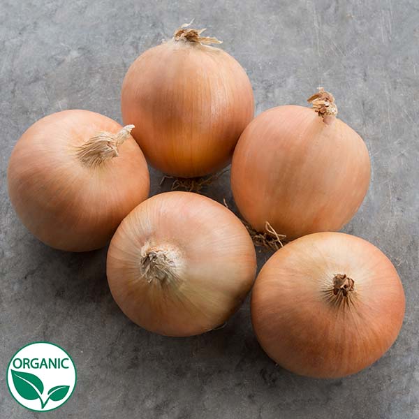 Talon F1 Organic Onion Seeds | Osborne Hybrid Farm Seed Company