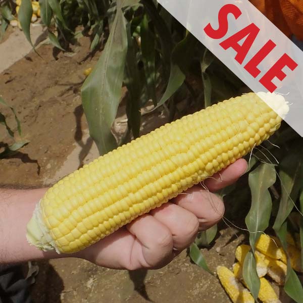 XTH1572 XR F1 Untreated Corn Seeds | Osborne Farm Seeds XTH1572 XR F1 Untreated Corn Seeds | Osborne Farm Seeds