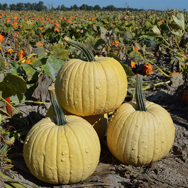Specter F1 Treated Pumpkin Seeds | Osborne Hybrid Farm Seed Company