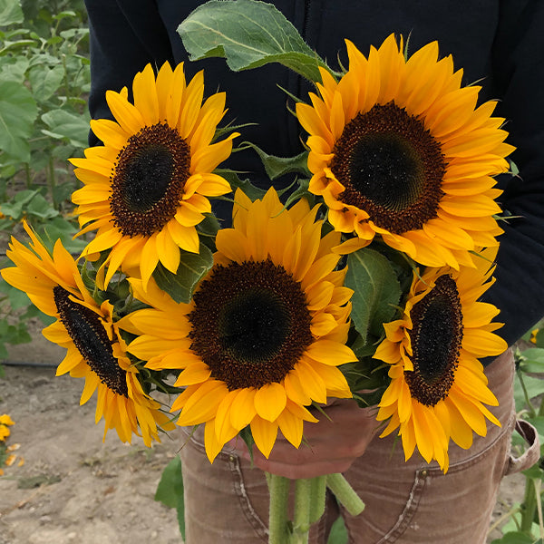 Sunbright Supreme F1 Treated Sunflower Seeds | Osborne Farm Seeds