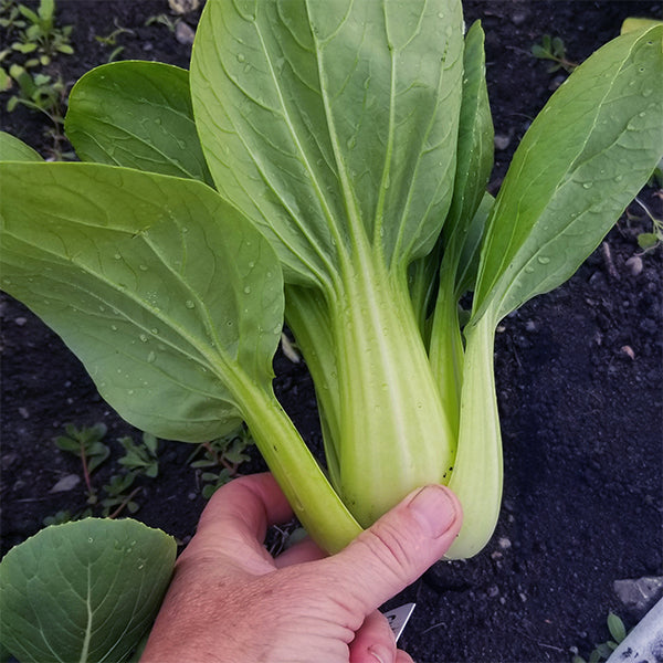 Yoshi F1 Untreated Pak Choi Seeds | Osborne Hybrid Farm Seed Company