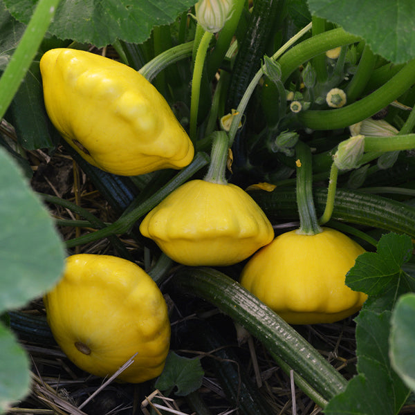 Lemon Sun F1 Untreated Squash Seeds | Osborne Farm Seeds