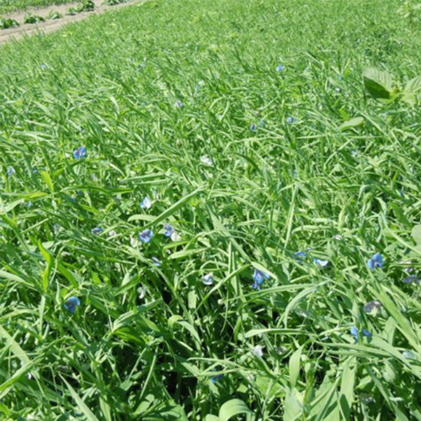 Chickling Vetch Untreated Cover Crop Seeds | Osborne Farm Seed Co.