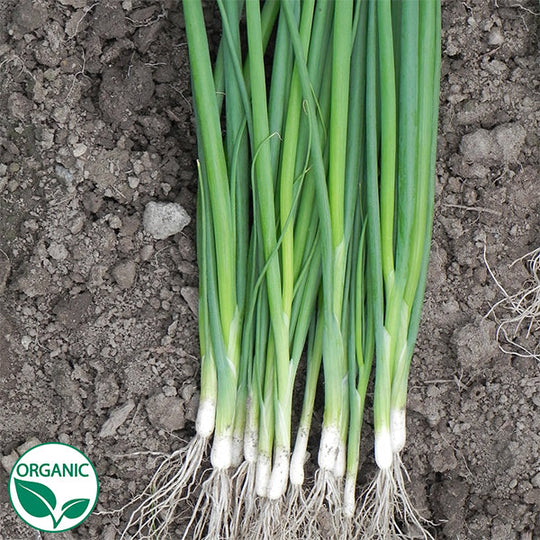 Parade Organic Onion Seeds | Osborne Farm Seed Supplier