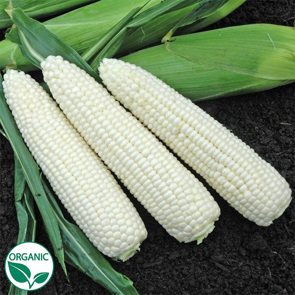 Natural Bright XR F1 Organic Corn Seeds | Osborne Farm Seeds