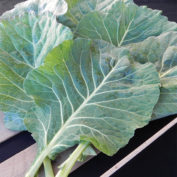 Top Bunch 2.0 F1 Untreated Collard Seeds | Osborne Farm Seeds