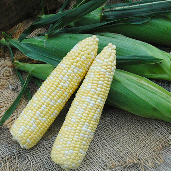 Superb MXR F1 Treated Corn Seeds | Osborne Hybrid Farm Seed Company