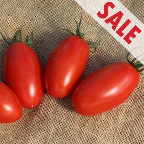 Torrano F1 Untreated Tomato Seeds | Osborne Hybrid Farm Seed Company