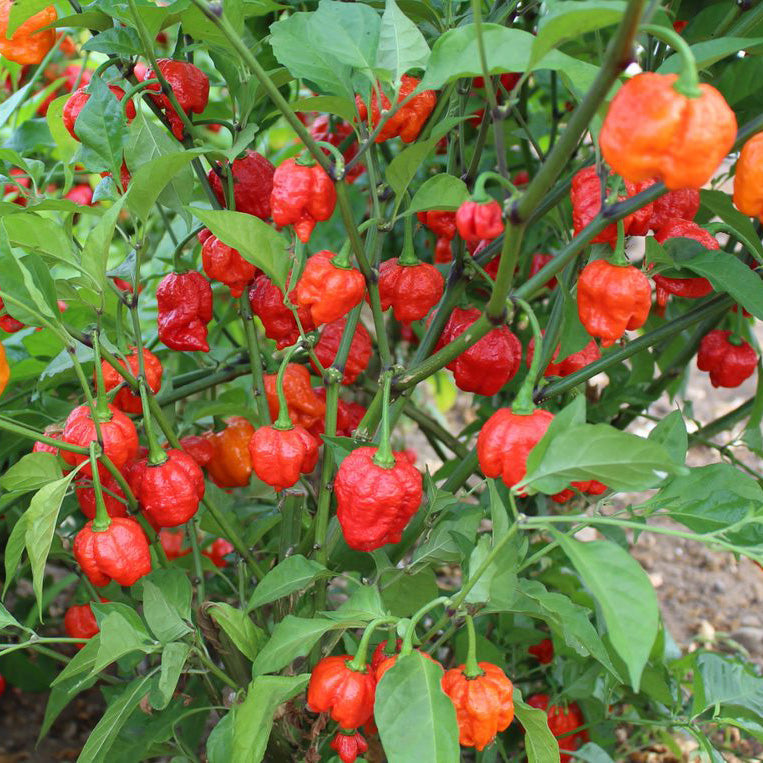 Armageddon F1 Untreated Pepper Seeds | Osborne Farm Seeds