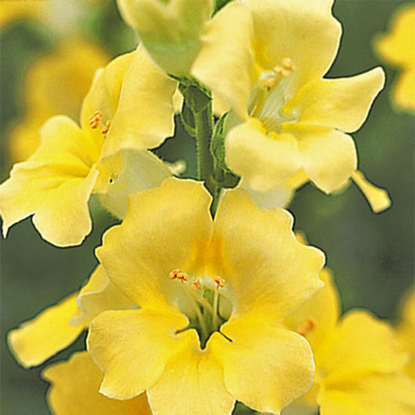 Chantilly™ Cream Yellow Untreated Snapdragon Seeds | Farm Seed