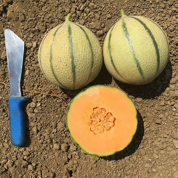 Anna's Charentais F1 Untreated Melon Seeds | Osborne Farm Seeds