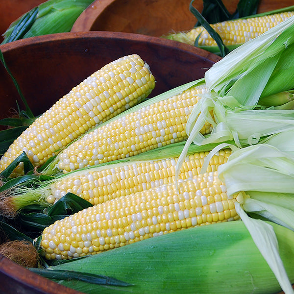 Epiphany F1 Treated Corn Seeds | Osborne Hybrid Farm Seed Company